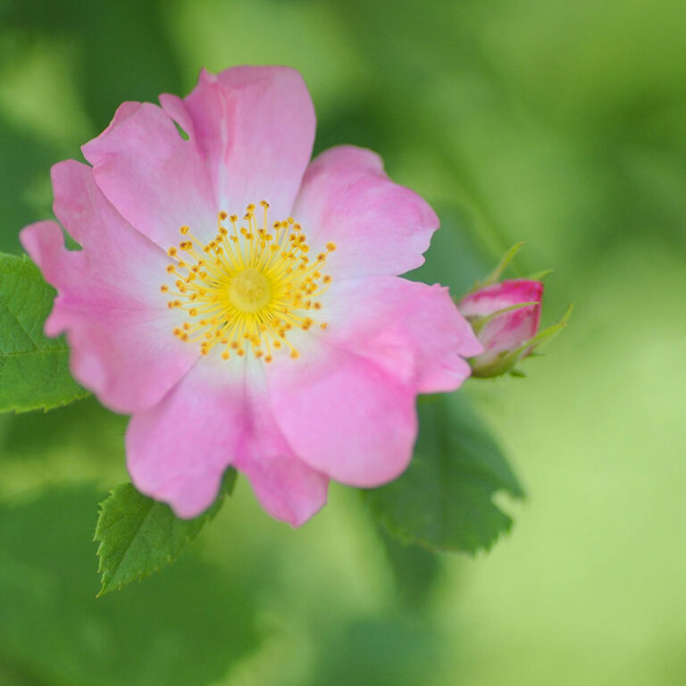 Kibuvitsaseemneõli roosi eeterliku õliga - BioAromaForYou